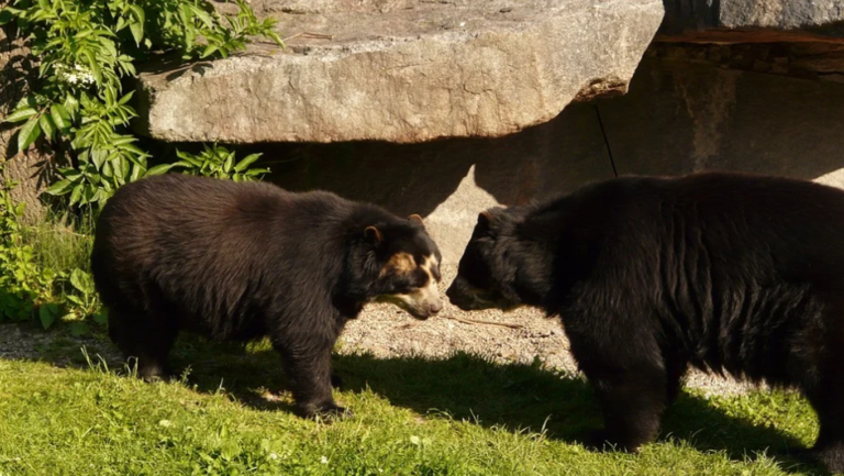 El oso andino en peligro de extinción en Ecuador